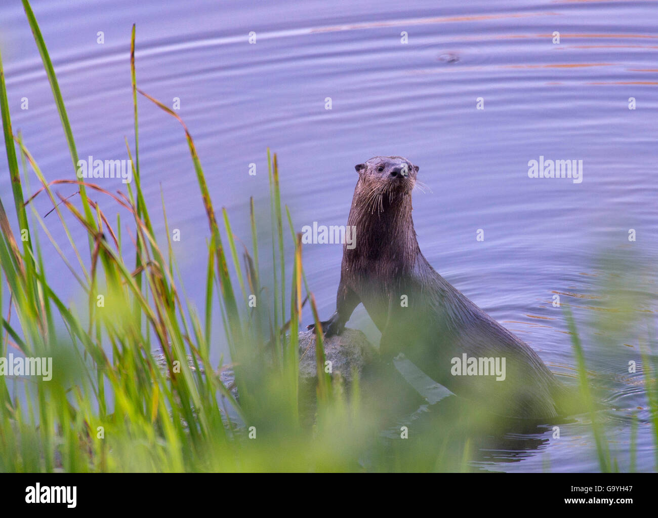 Elkton, Oregon, USA. 2nd July, 2016. A playful North American river ...