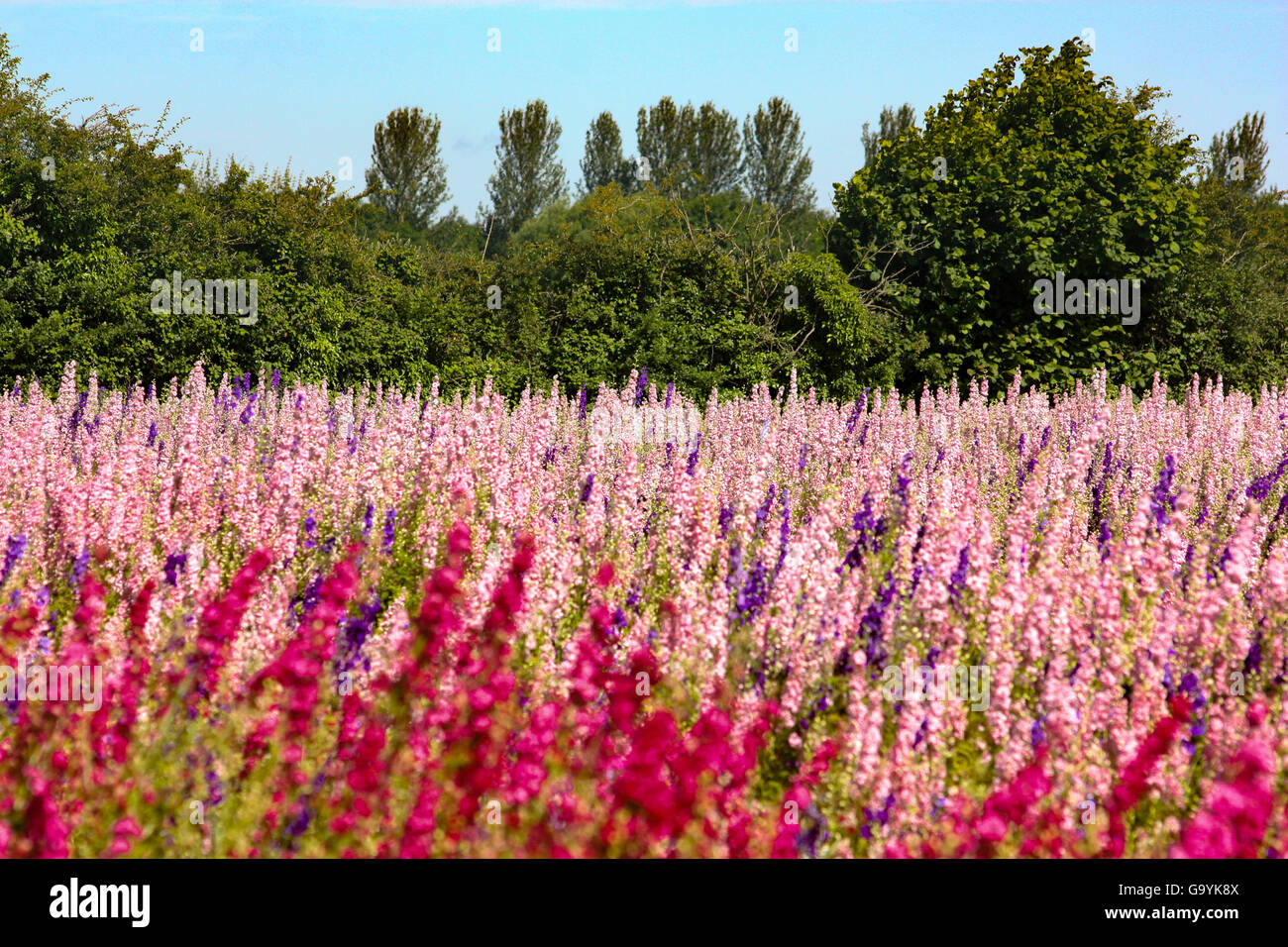 Pershore, Wick Worcestershire UK, 4th July 2016. Preparing for the hand ...