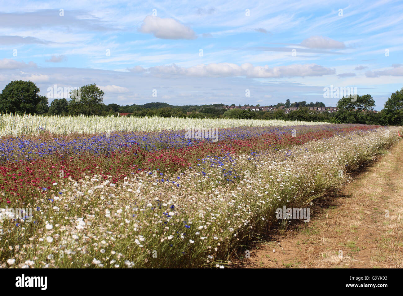 Pershore, Wick Worcestershire UK, 4th July 2016. Preparing for the hand ...