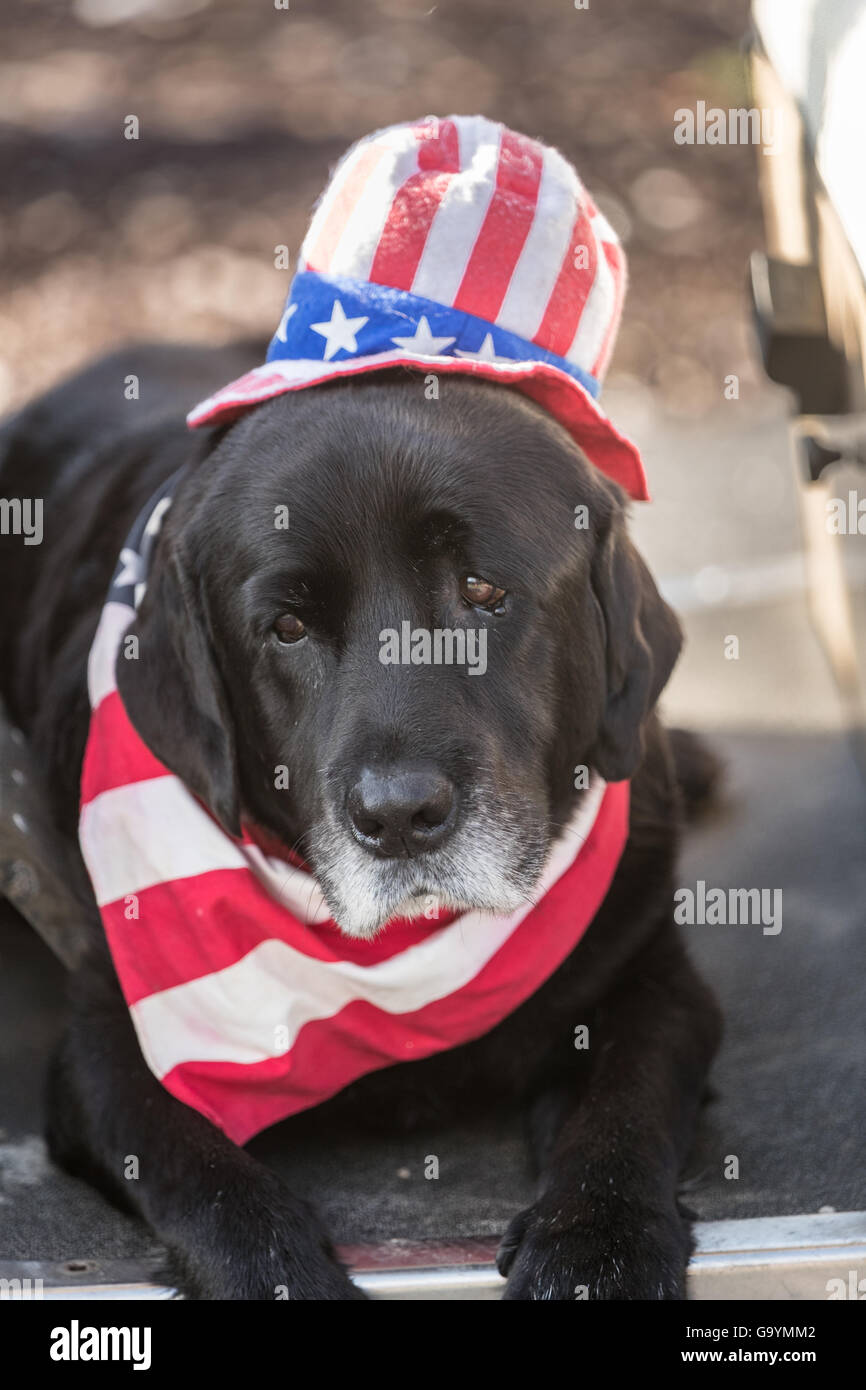 A black Labrador Retriever dog dressed in patriotic colors during the ...