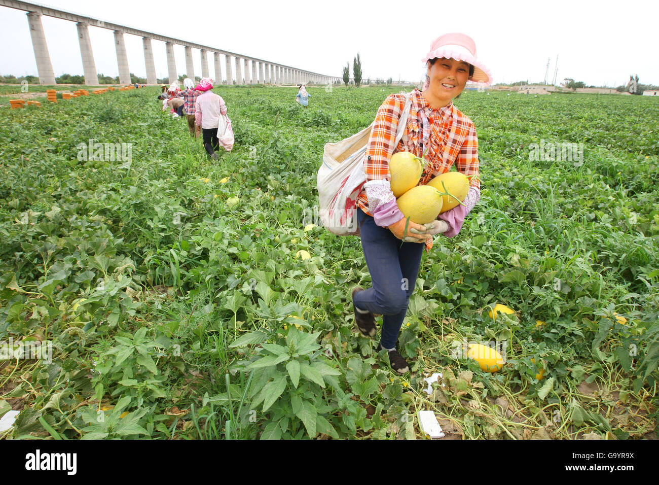 Hami, China's Xinjiang Uygur Autonomous Region. 4th July, 2016. Farmers ...