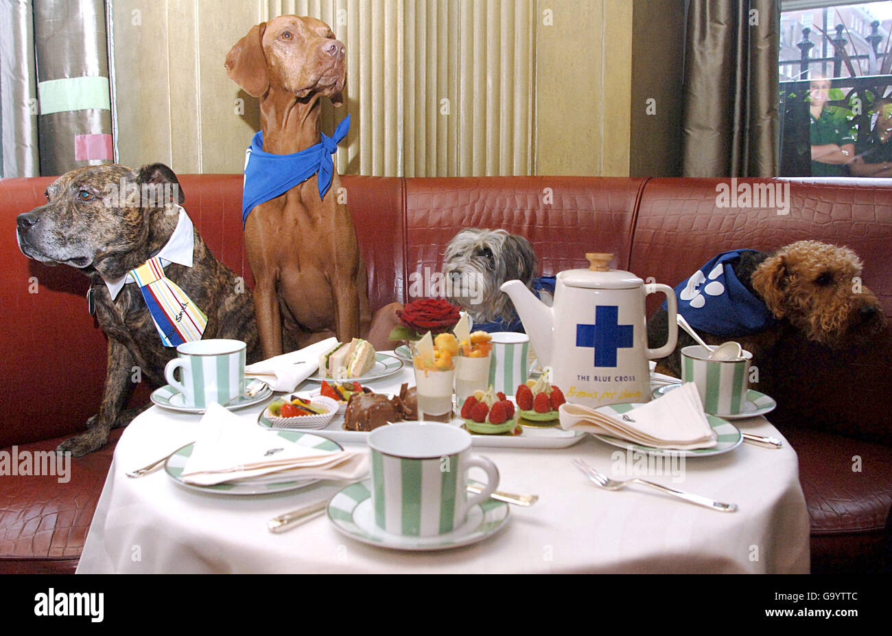 Animals - Blue Cross Launches Britain's Biggest Tea Party for Pets ...
