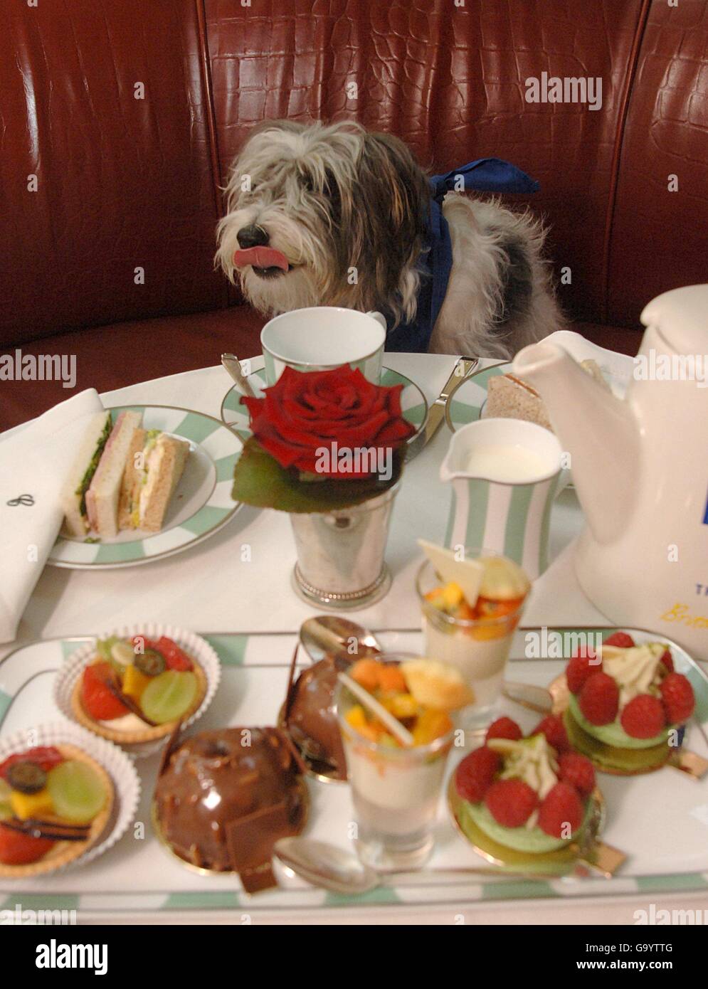 The Blue Cross Launching Britain's Biggest Tea Party for Pets Stock ...