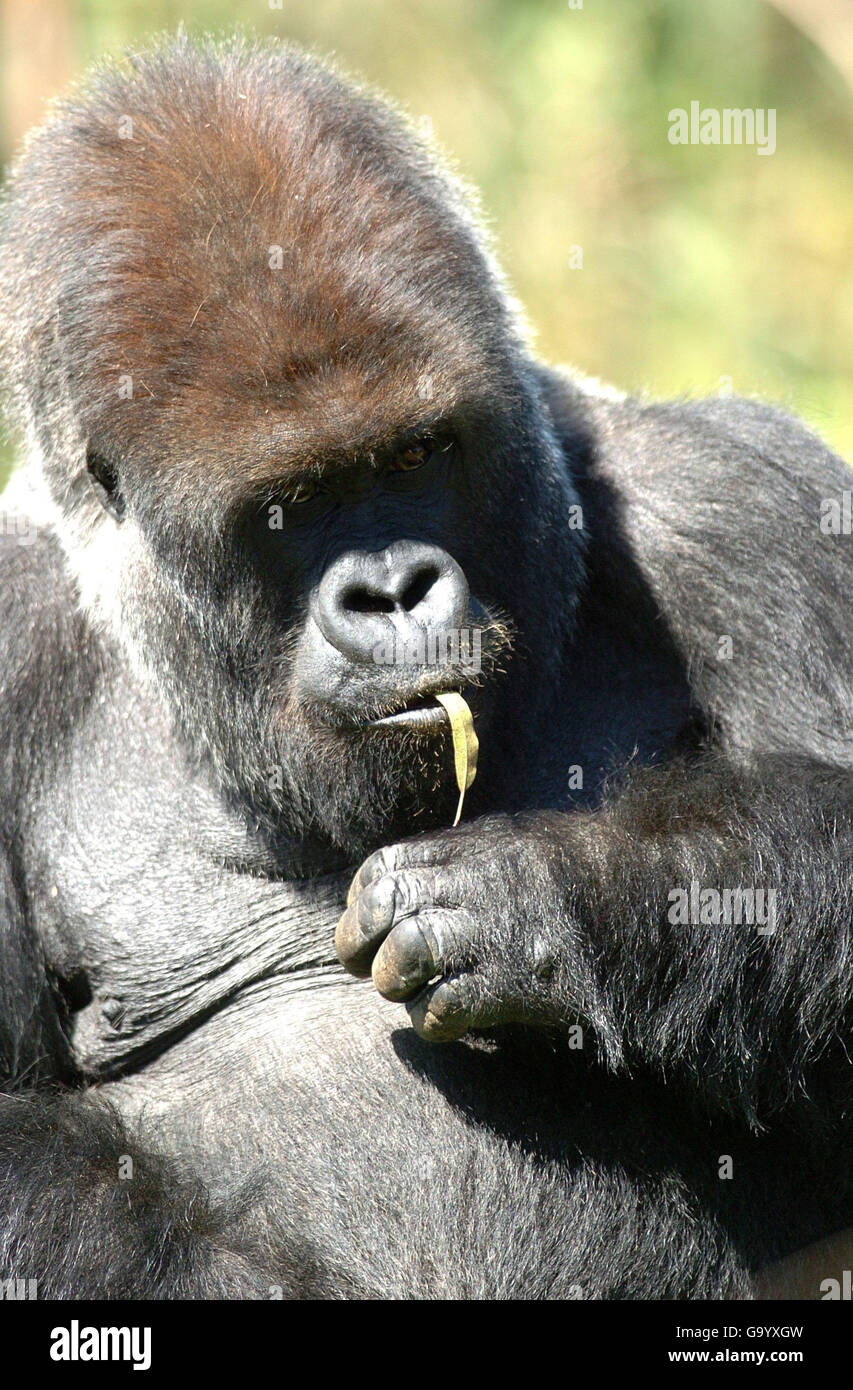 Animals at London Zoo Stock Photo - Alamy