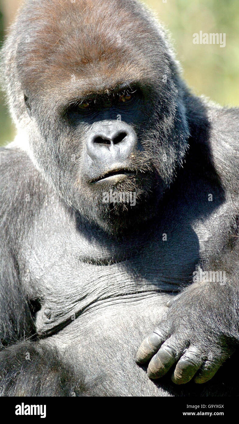 Animals at London Zoo Stock Photo - Alamy