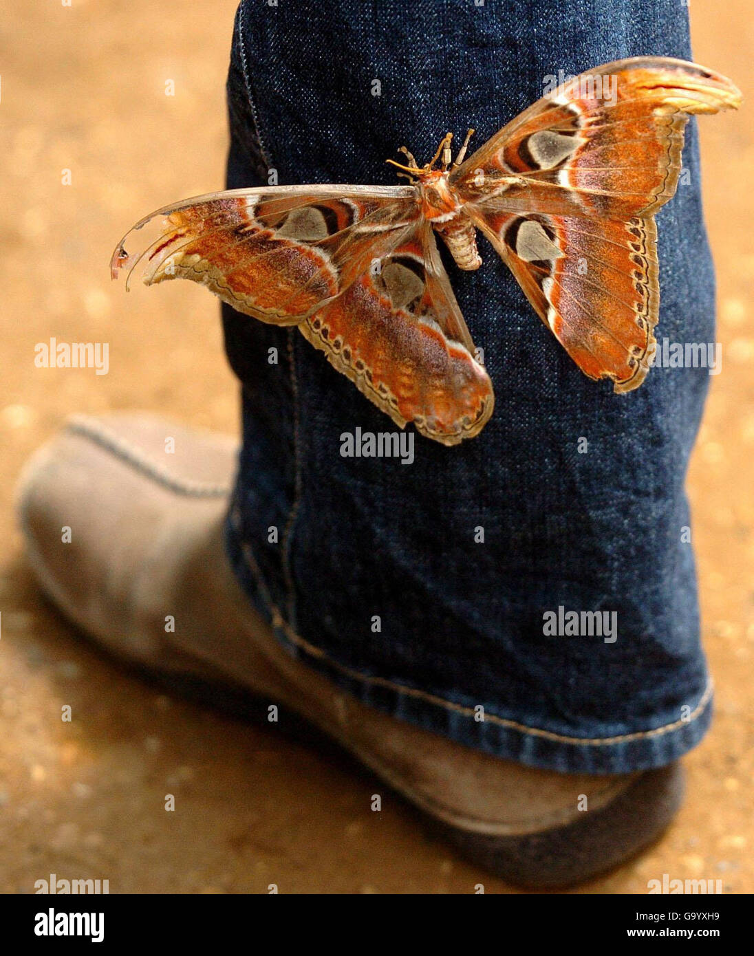 An attacus atlas moth in butterfly paradise at london zoo hi-res stock ...