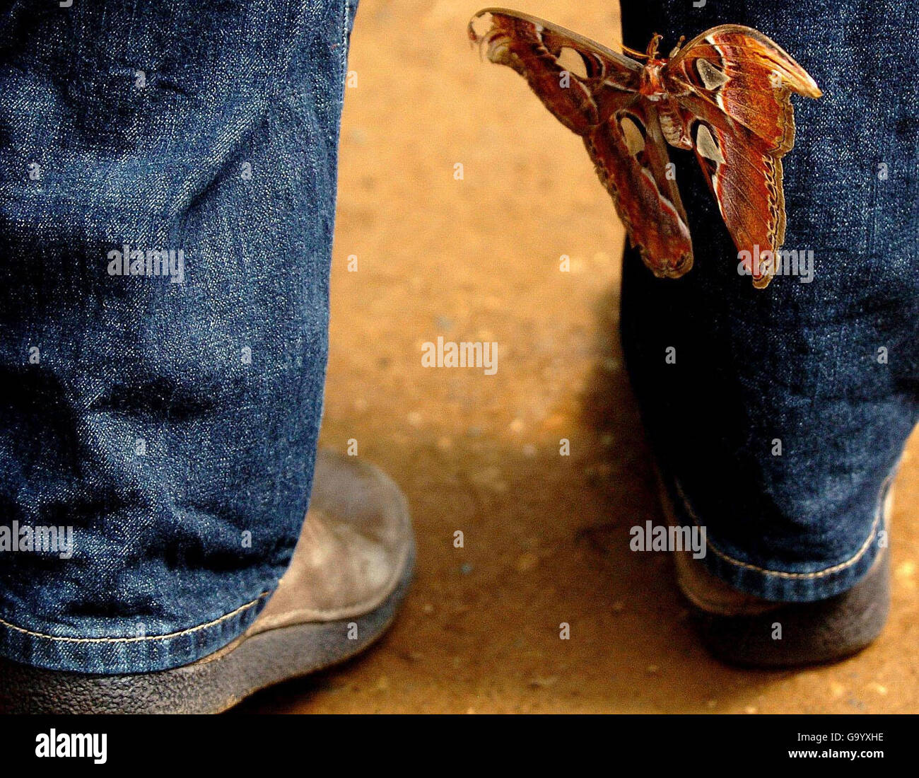 An attacus atlas moth in Butterfly Paradise at London Zoo, central ...