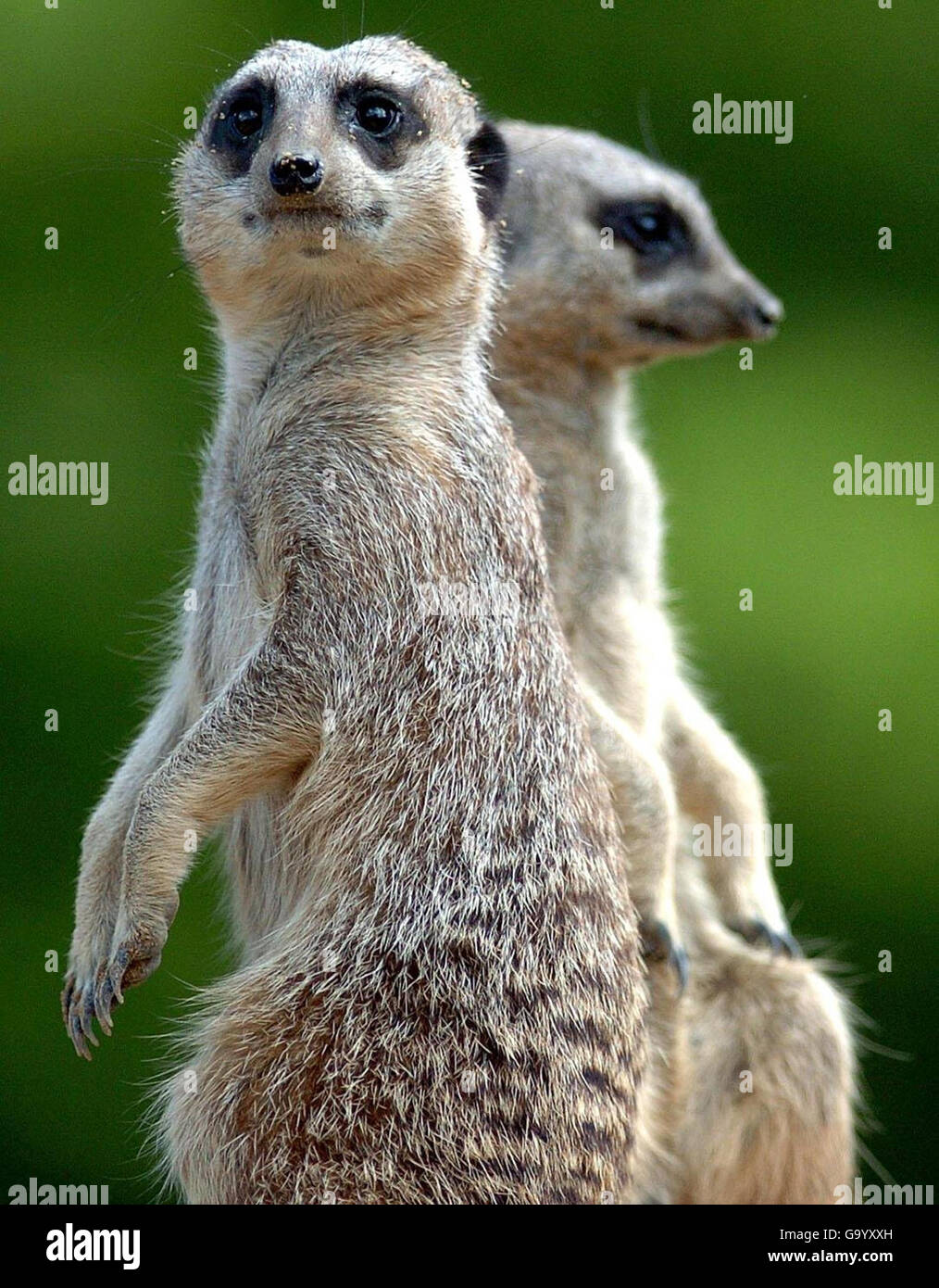Animals at London Zoo Stock Photo - Alamy