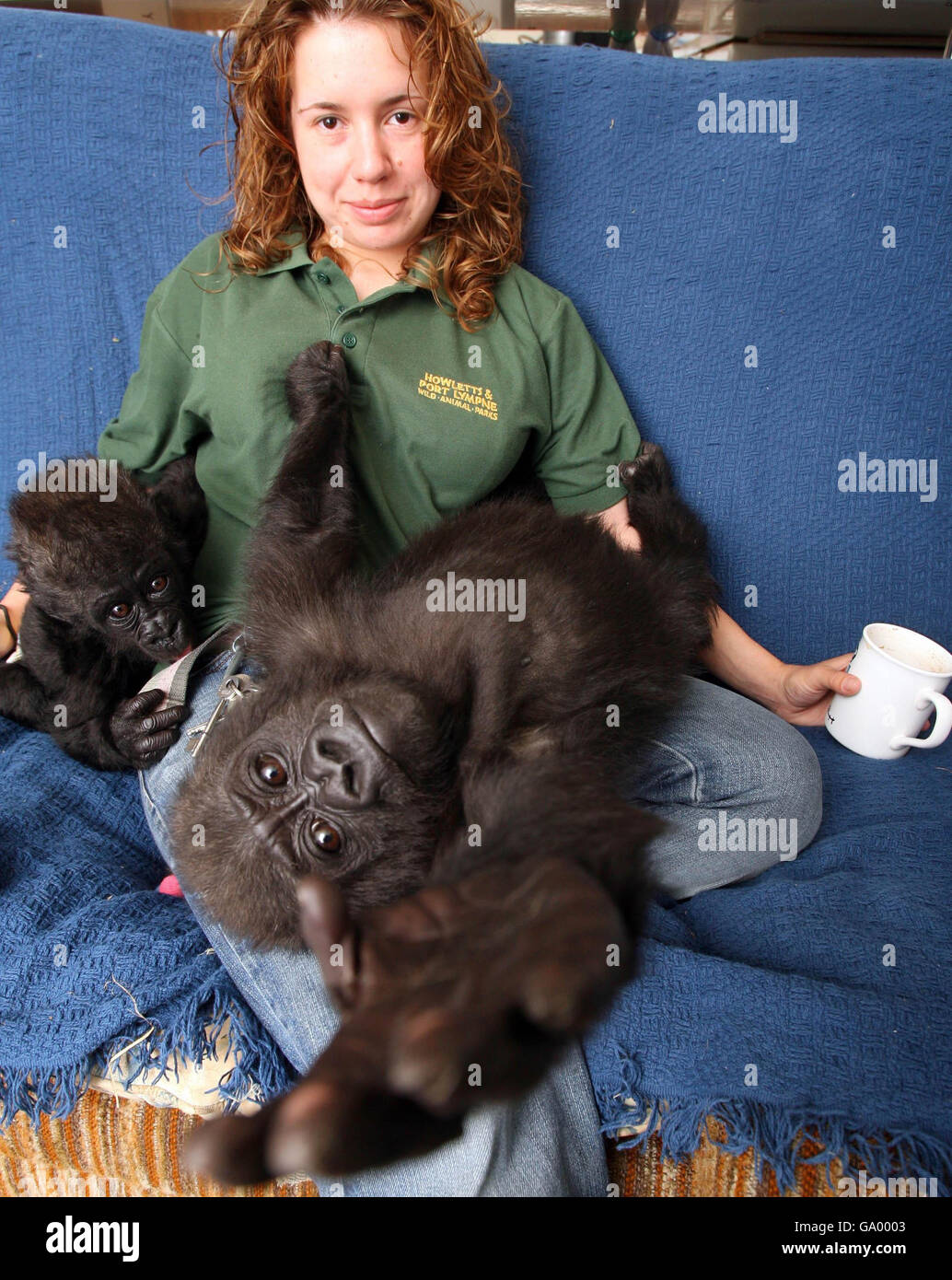 Baby gorillas being hand reared Stock Photo - Alamy