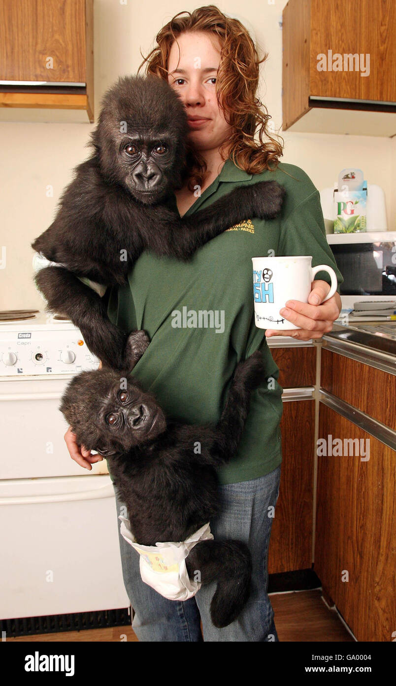 Howlett's gorilla hi-res stock photography and images - Alamy