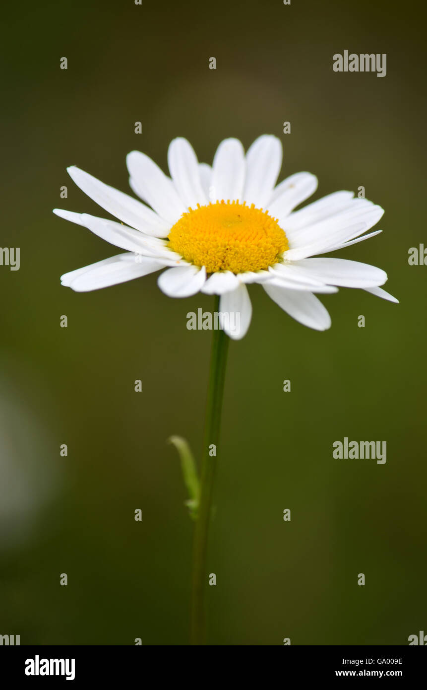 Single daisy flower hi-res stock photography and images - Alamy