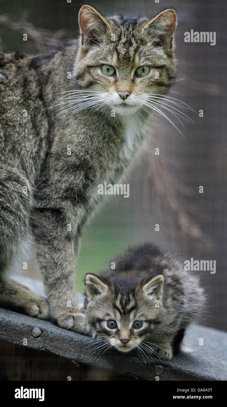 A rare Scottish wildcat kitten makes an appearance with mum Flora at ...