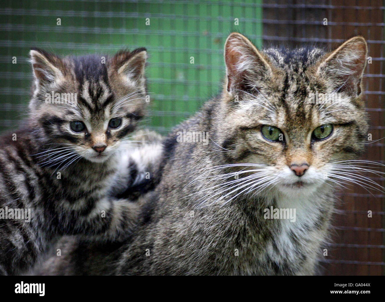 A rare Scottish wildcat kitten makes an appearance with his mother at ...