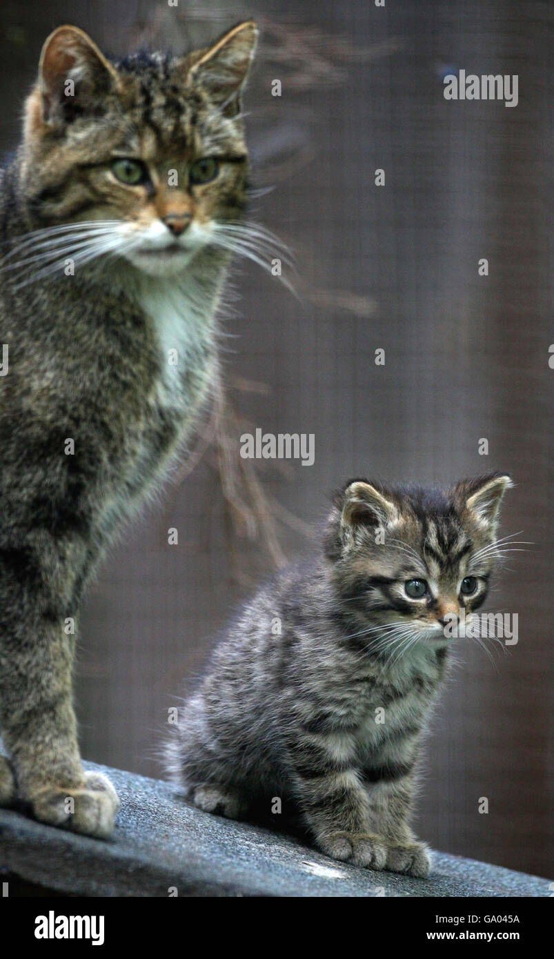Scottish wildcat kitten meets the public. A rare Scottish wildcat ...