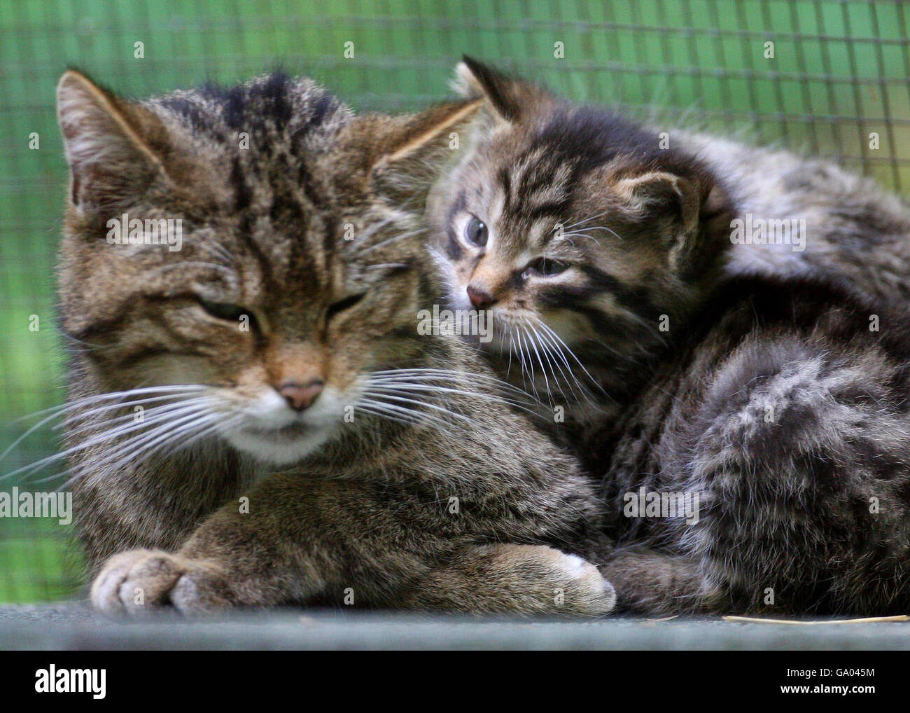 A rare Scottish wildcat kitten lies with mum Flora at Wildwood ...