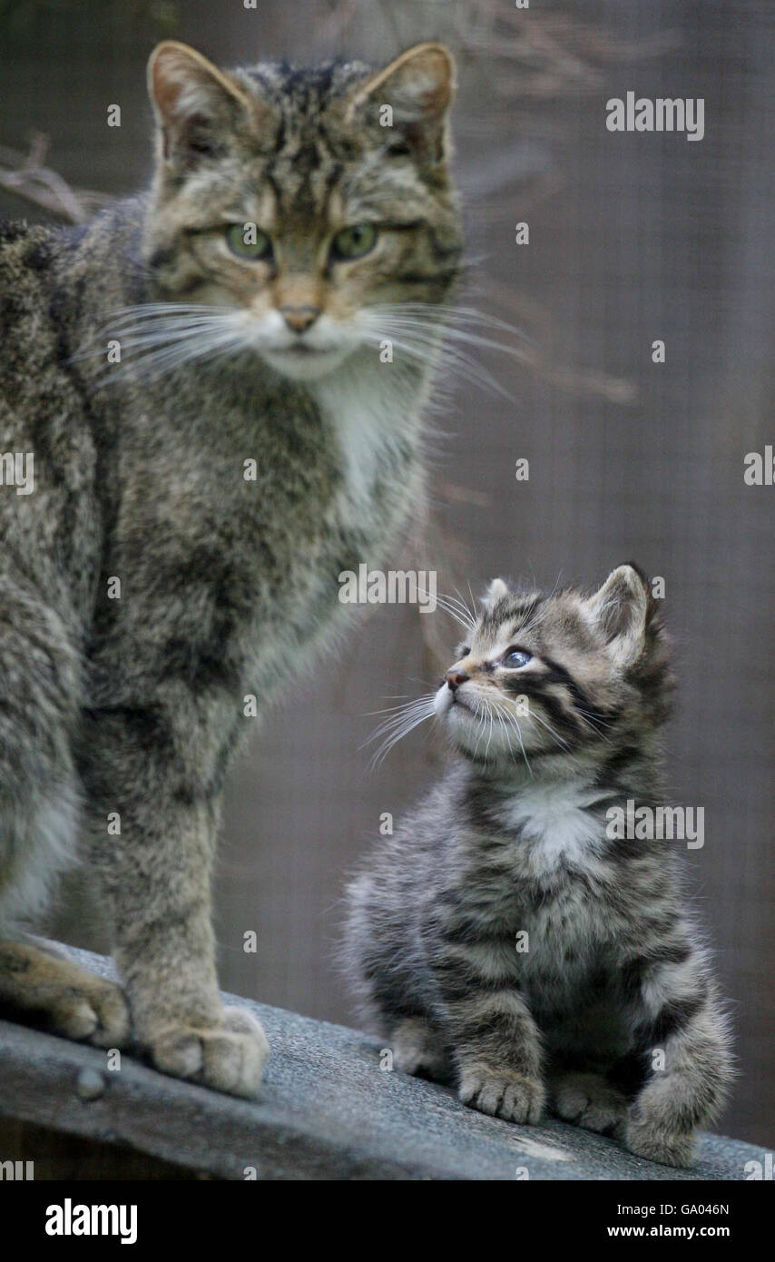 A rare Scottish wildcat kitten gazes up at mum Flora at Wildwood ...