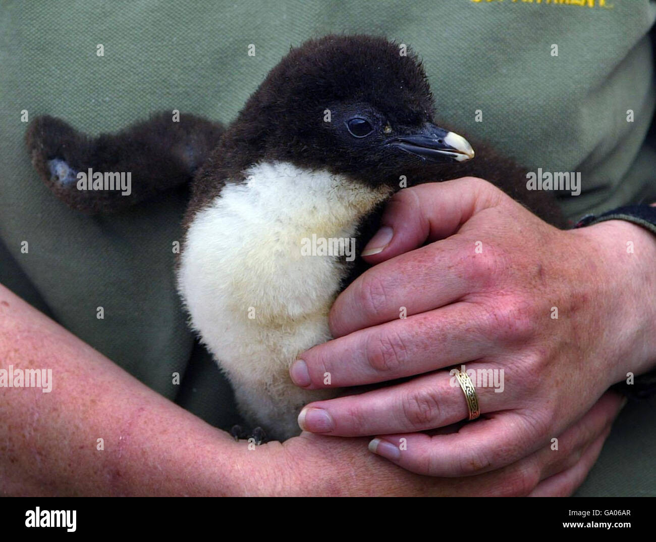 Rockhopper penguin chick at Edinburgh Zoo Stock Photo - Alamy