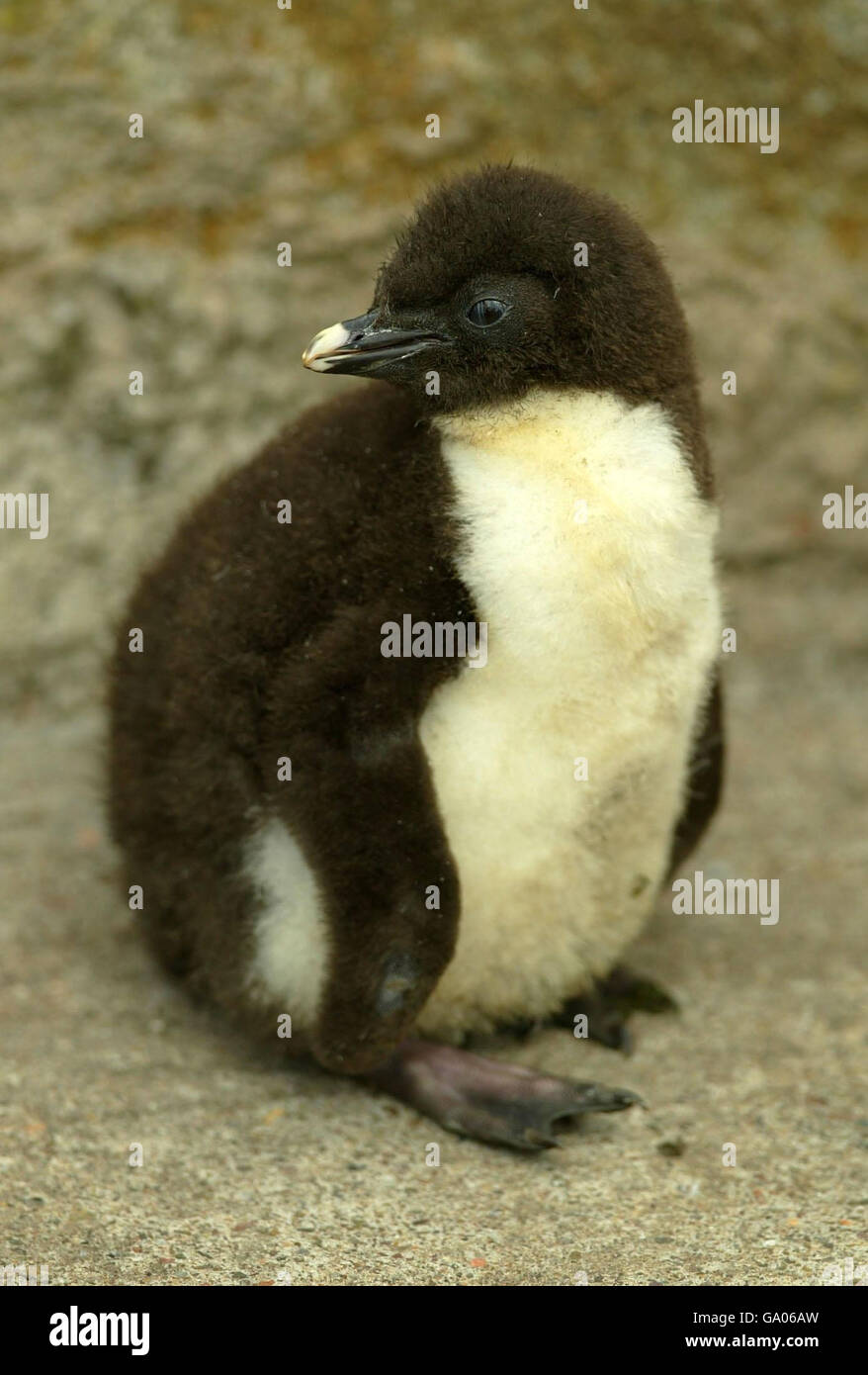 Rockhopper penguin chick at Edinburgh Zoo. A Rockhopper penguin chick ...