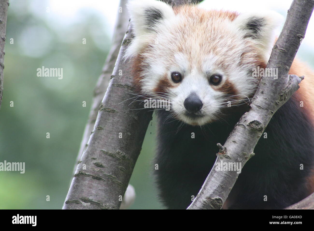 Red Panda Peeking Through Tree Stock Photo - Alamy