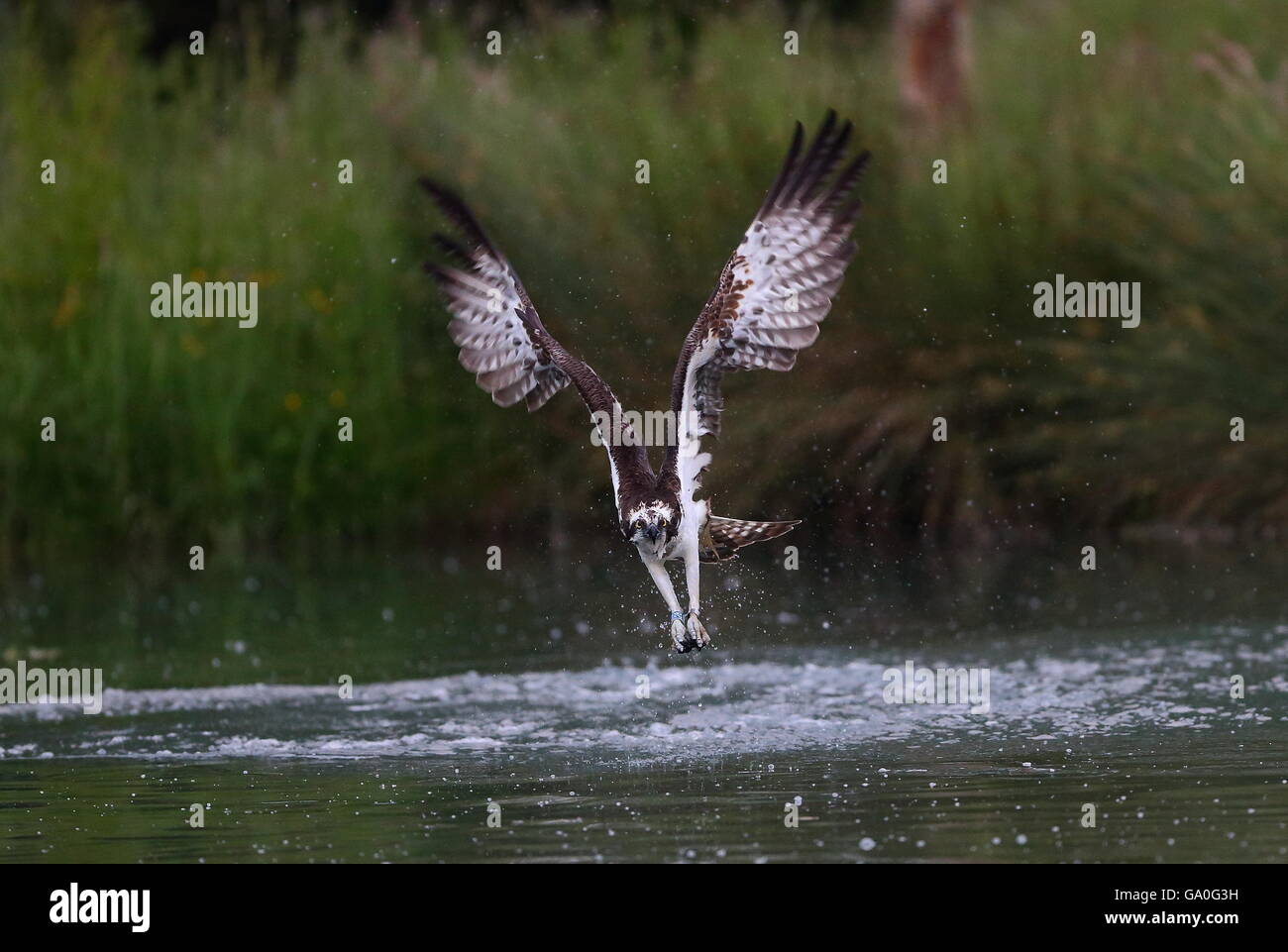 Osprey emerging after failed dive Stock Photo - Alamy