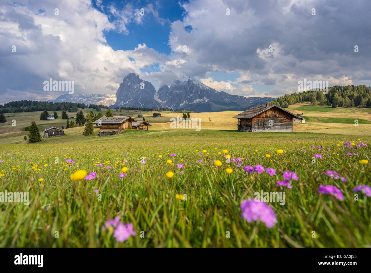 Alpe di Siusi/Seiser Alm, Dolomites, South Tyrol, Italy. Spring colors ...