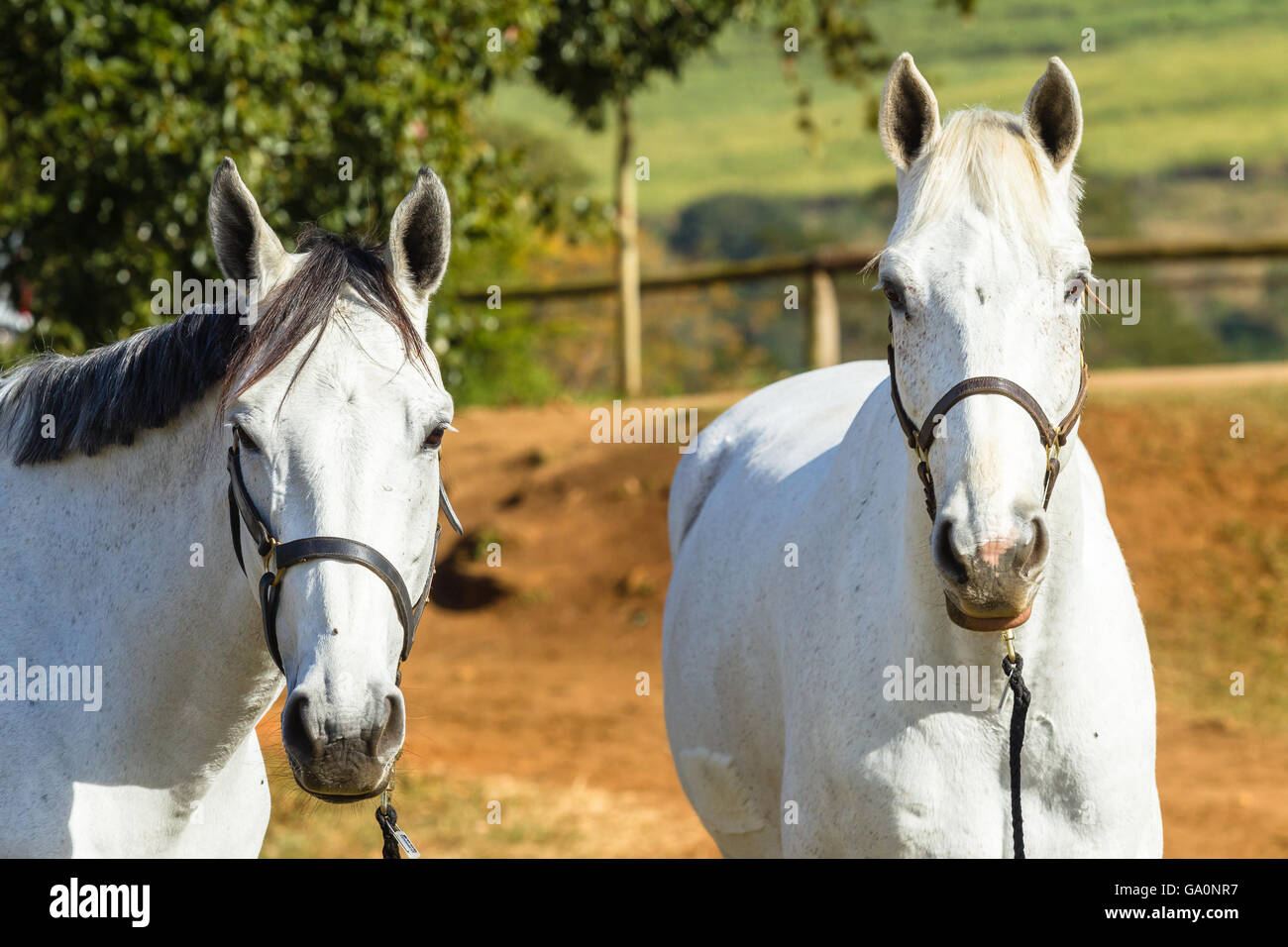 Horse closeup portrait of equestrian pony animals Stock Photo - Alamy