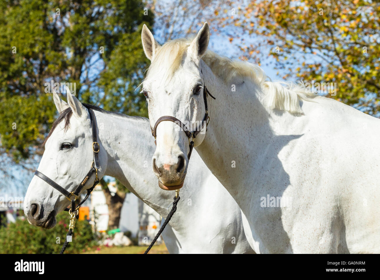 Horse closeup portrait of equestrian pony animals Stock Photo - Alamy
