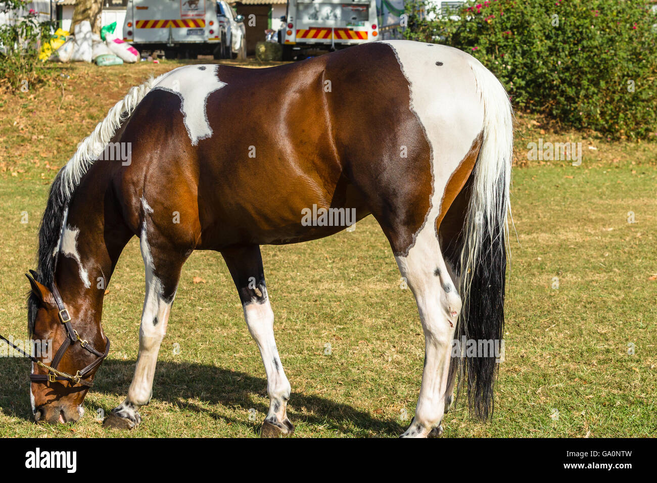 Horse pony equestrian closeup head neck body portrait of show jumping ...