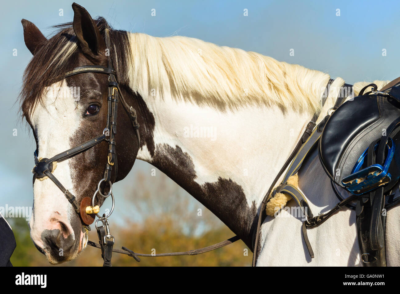 Horse pony equestrian closeup head neck body portrait of show jumping ...