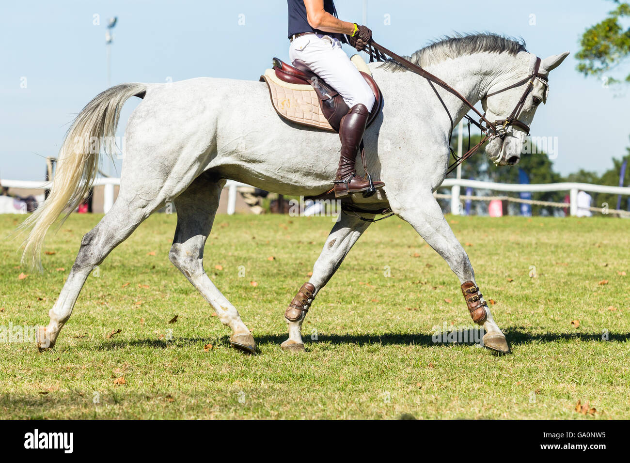 Gray stallion hi-res stock photography and images - Alamy