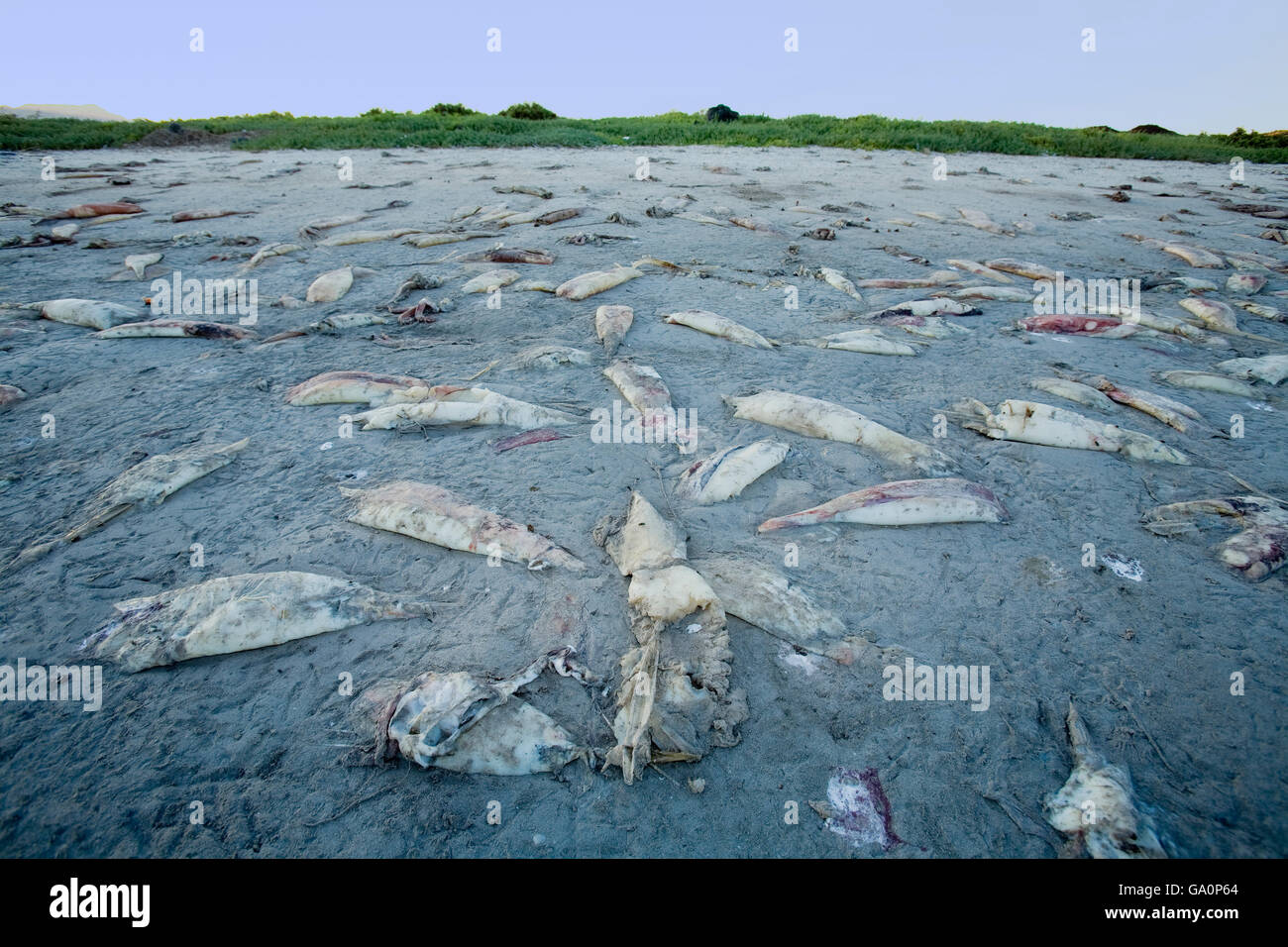 Mass stranding of Humboldt squid (Dosidicus gigas) on shore of Baja ...