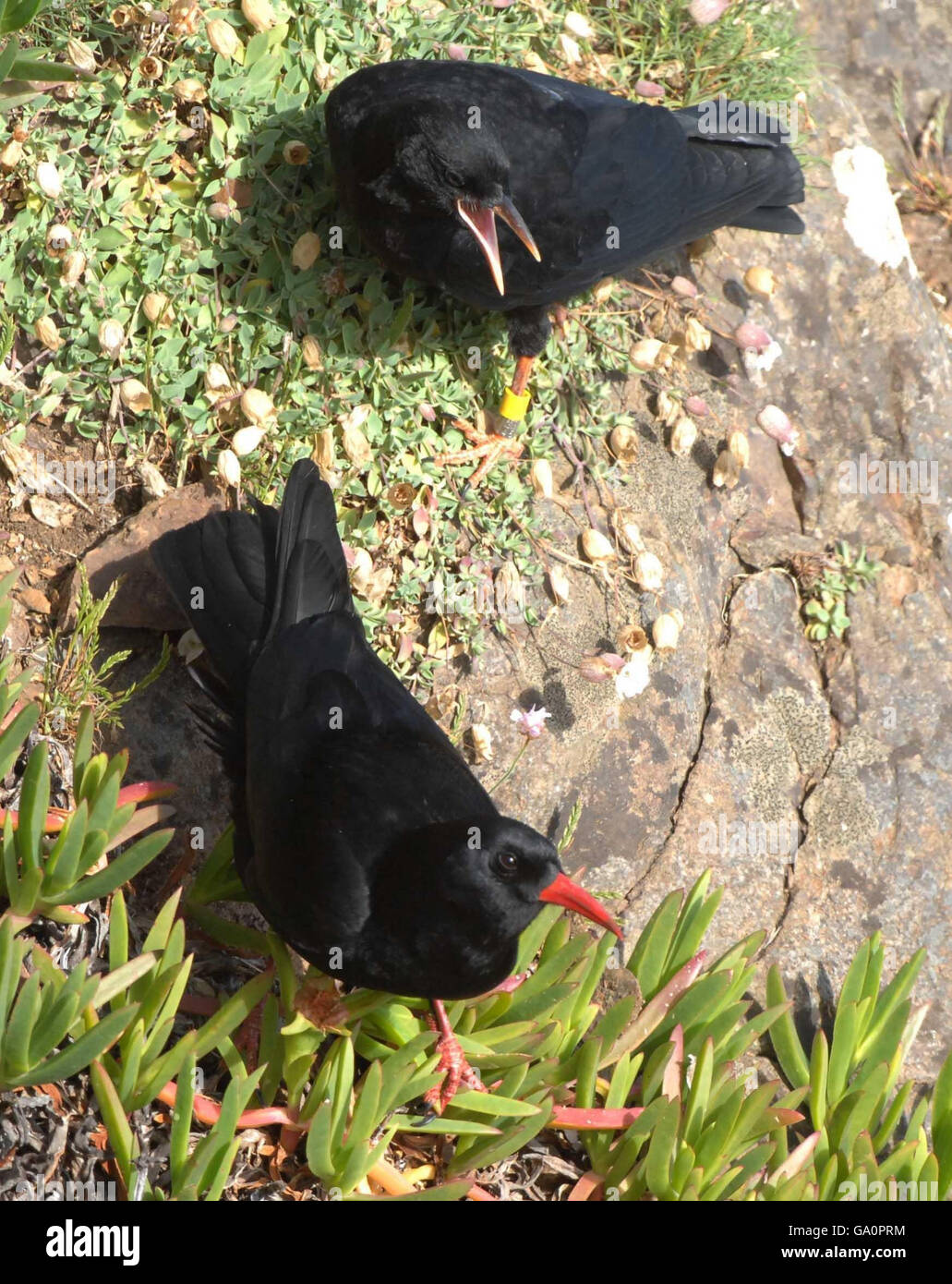 Rare crow breeding in England again Stock Photo - Alamy