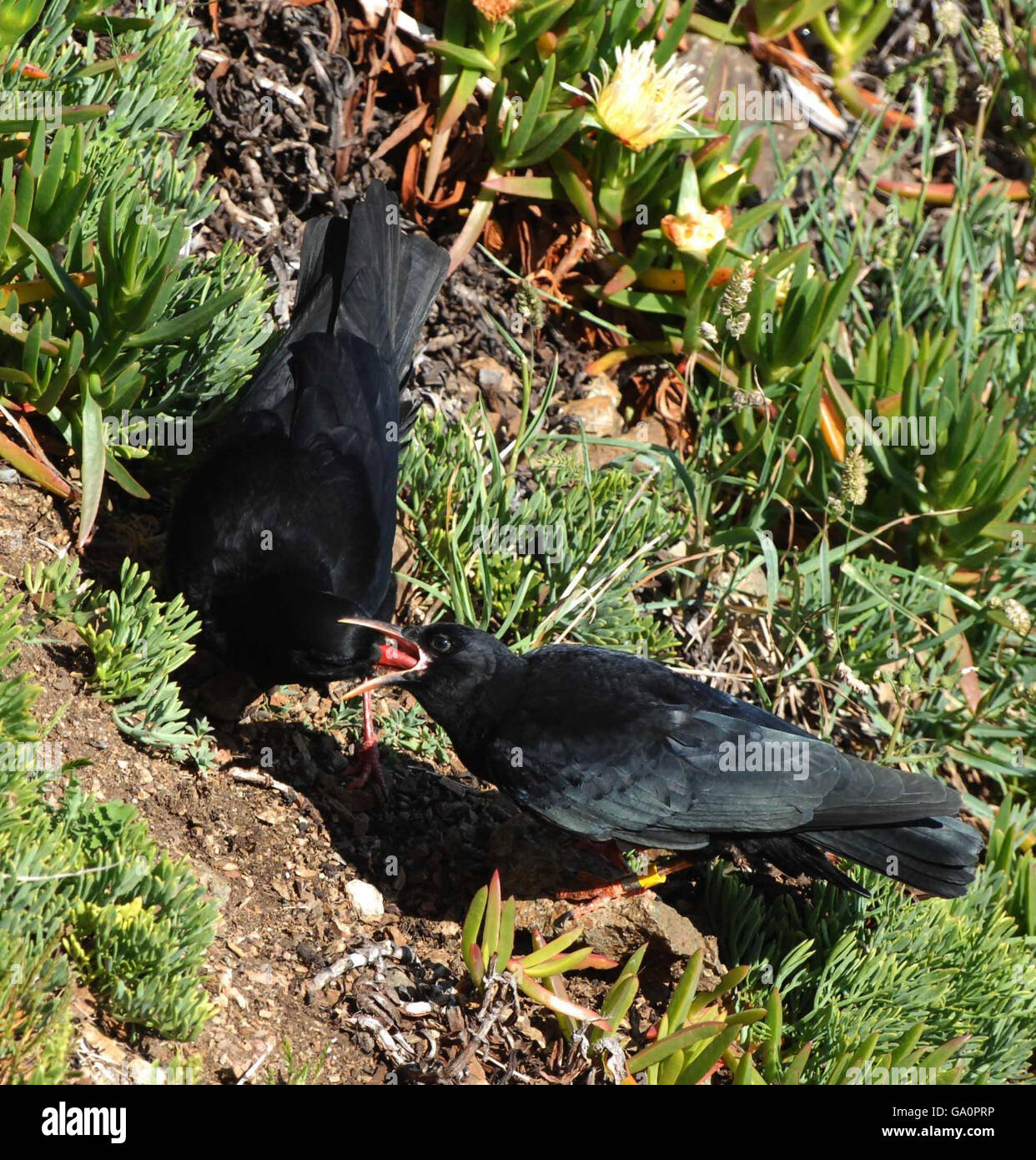 Rare crow breeding in england again hi-res stock photography and images ...