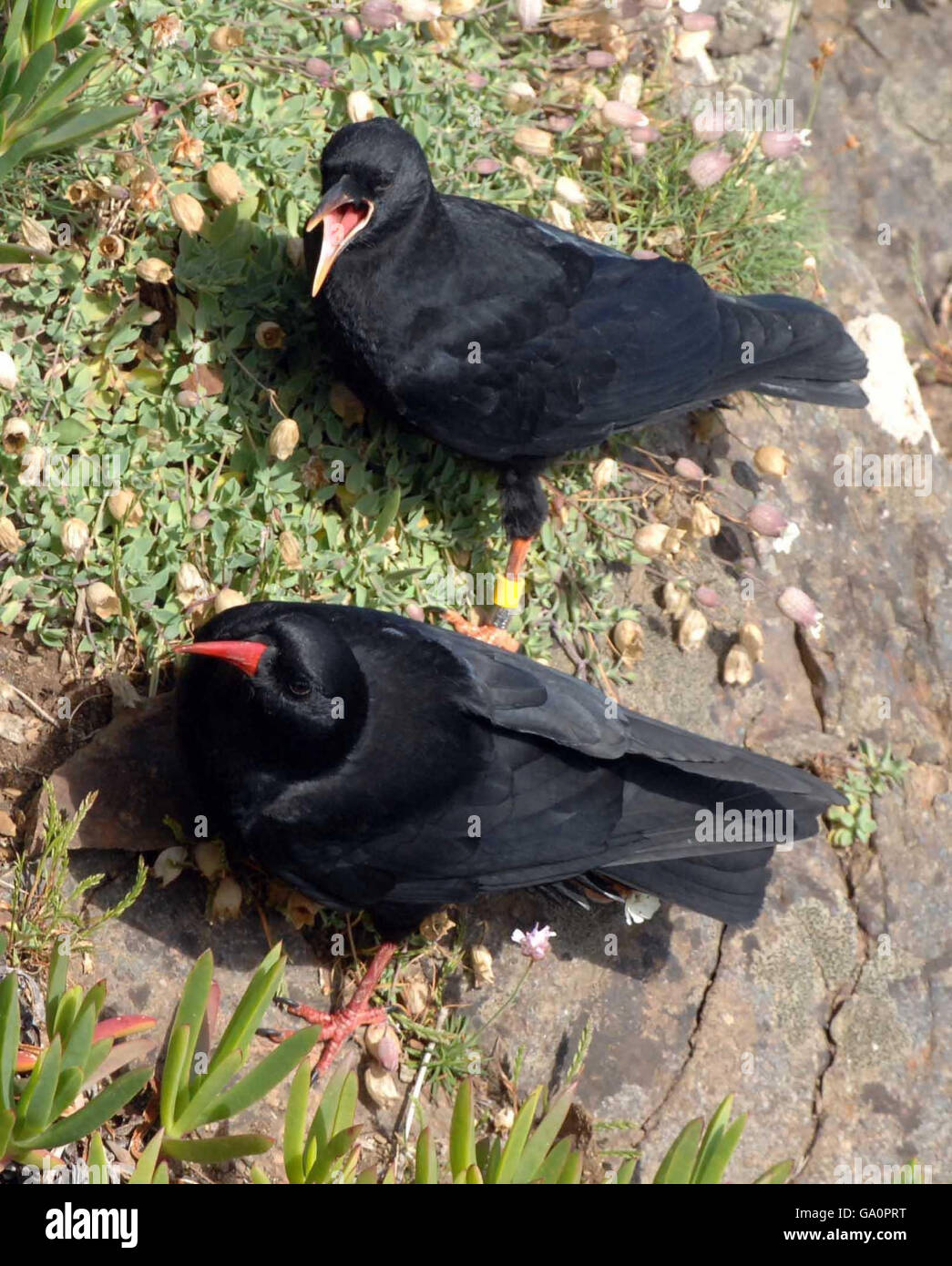 Rare crow breeding in england again hi-res stock photography and images ...