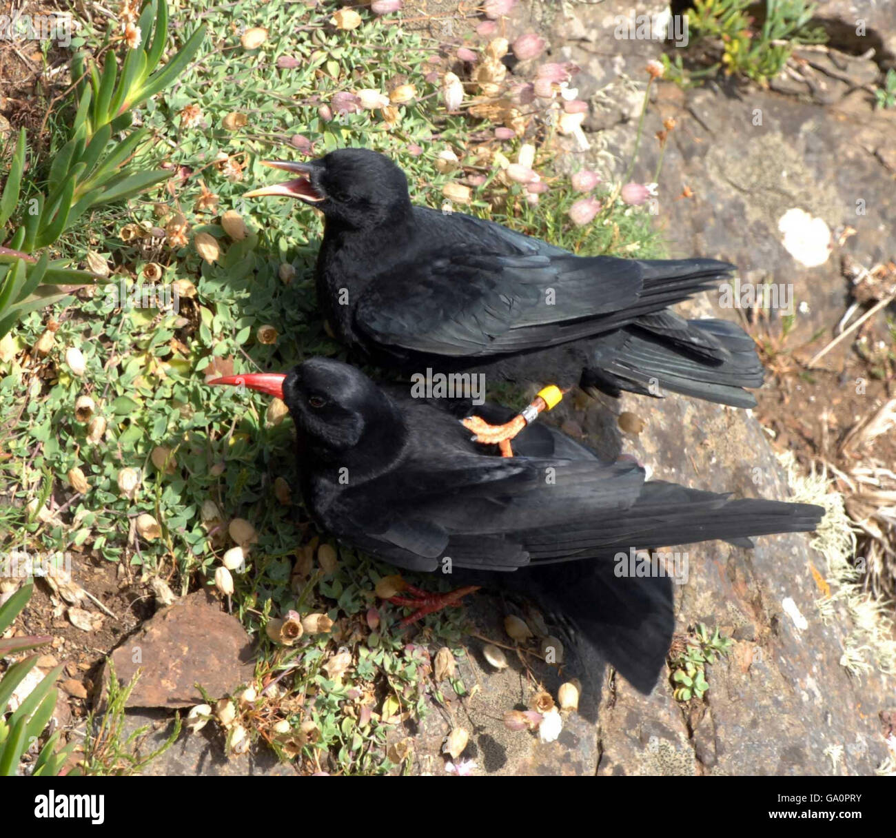 Rare crow breeding in England again Stock Photo - Alamy
