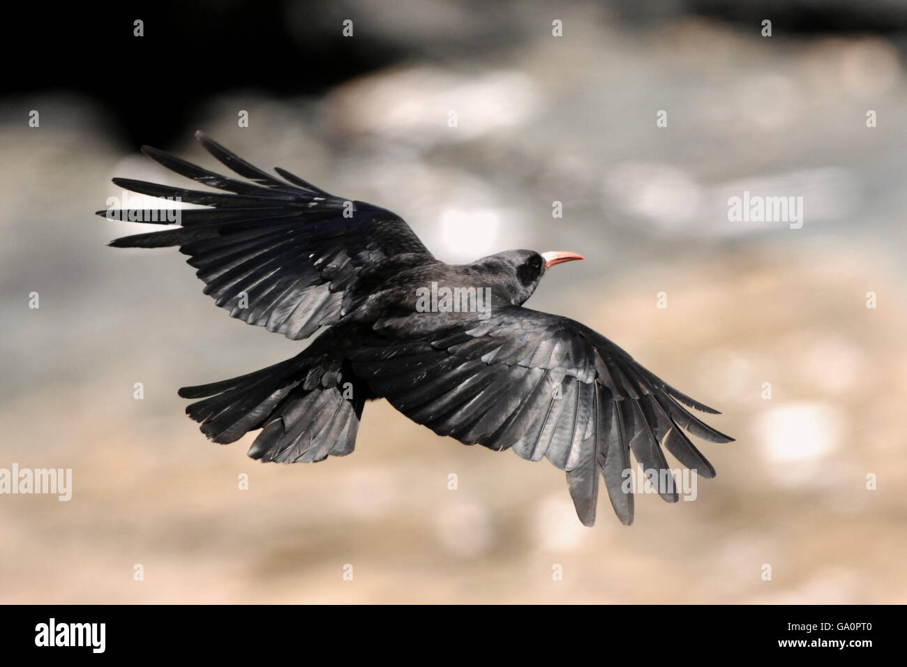 Rare crow breeding in england again hi-res stock photography and images ...