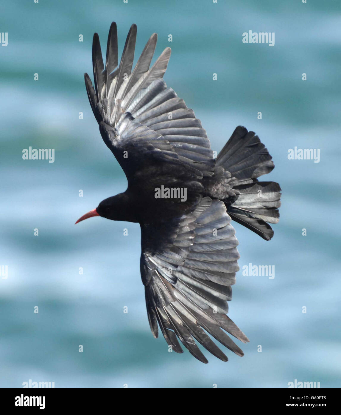 Rare crow breeding in england again hi-res stock photography and images ...