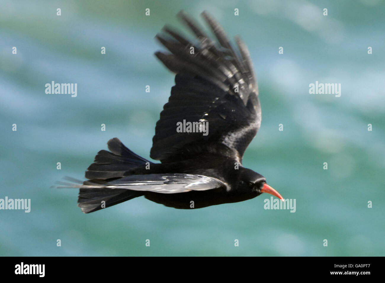 Rare crow breeding in England again Stock Photo - Alamy