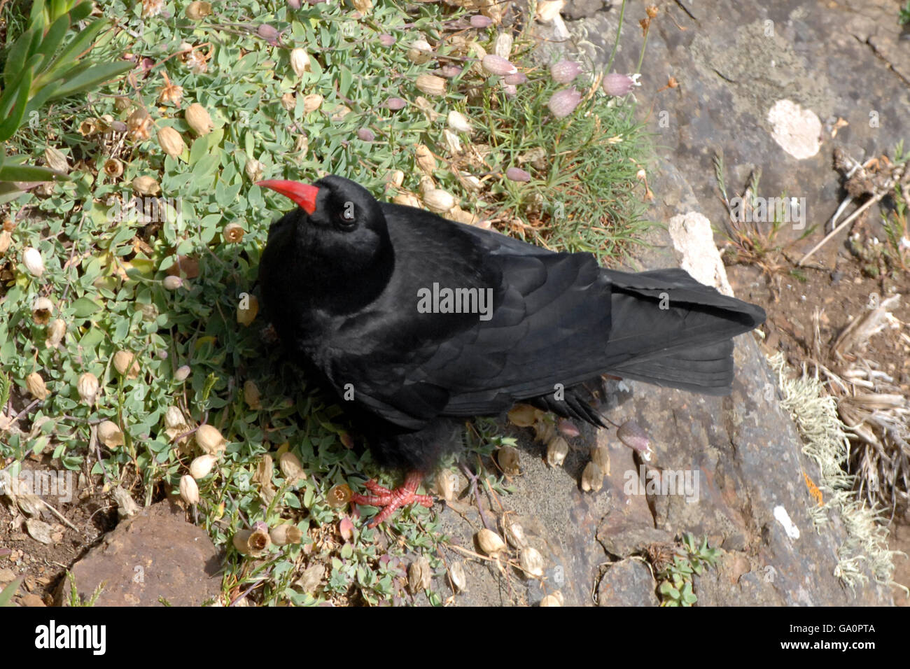 Rare crow breeding in england again hi-res stock photography and images ...