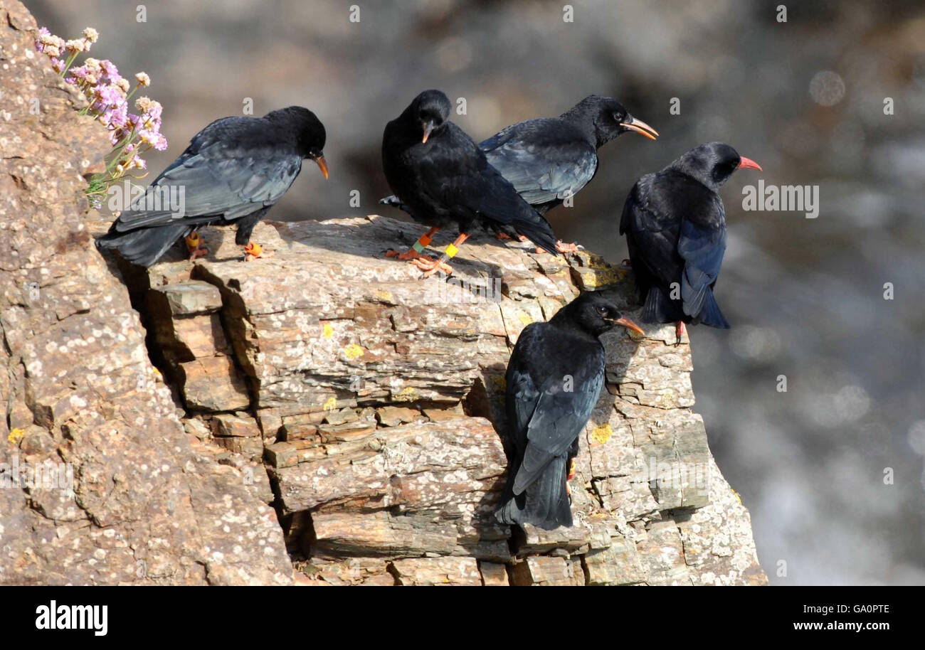 Lizard point birds hi-res stock photography and images - Alamy