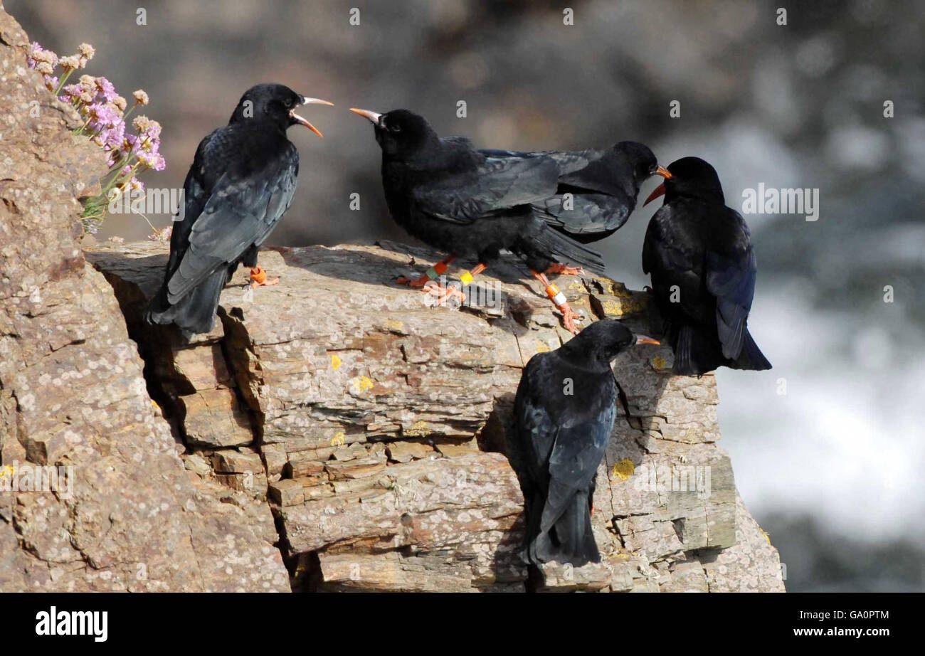 Rare crow breeding in England again. Chough on the cliffs at Lizard ...