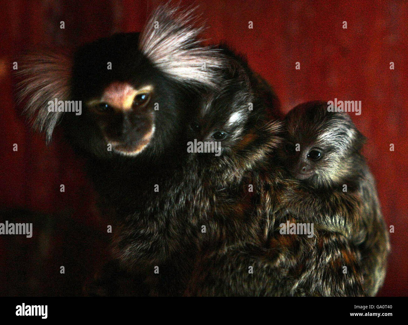 Two baby Marmosets born two weeks ago clinging to their father at Blair ...