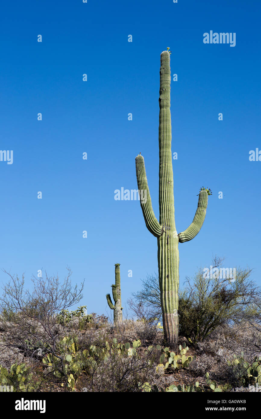 Giant saguaro cactus growing in Saguaro National Park in the Sonoran ...