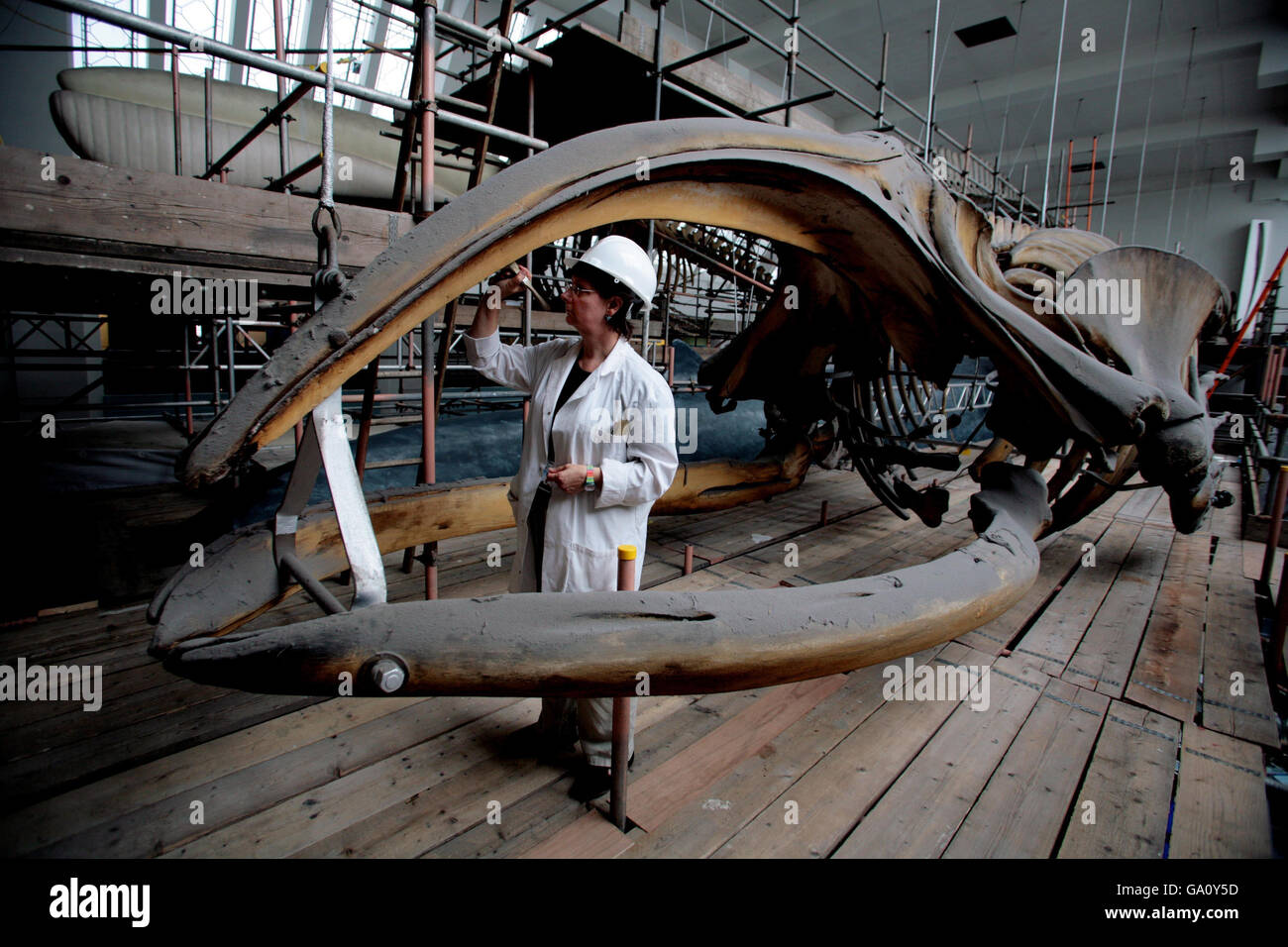 Rita Owen a conservator from the Natural History Museum cleans in the ...