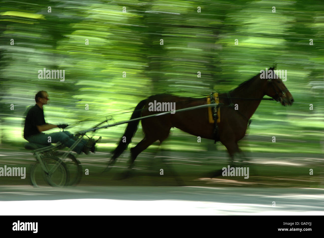 Trotting horse hi-res stock photography and images - Alamy