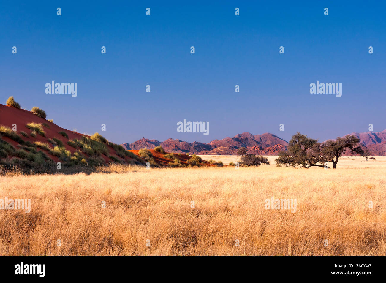 View of the Savannah in Namibia, Africa Stock Photo - Alamy