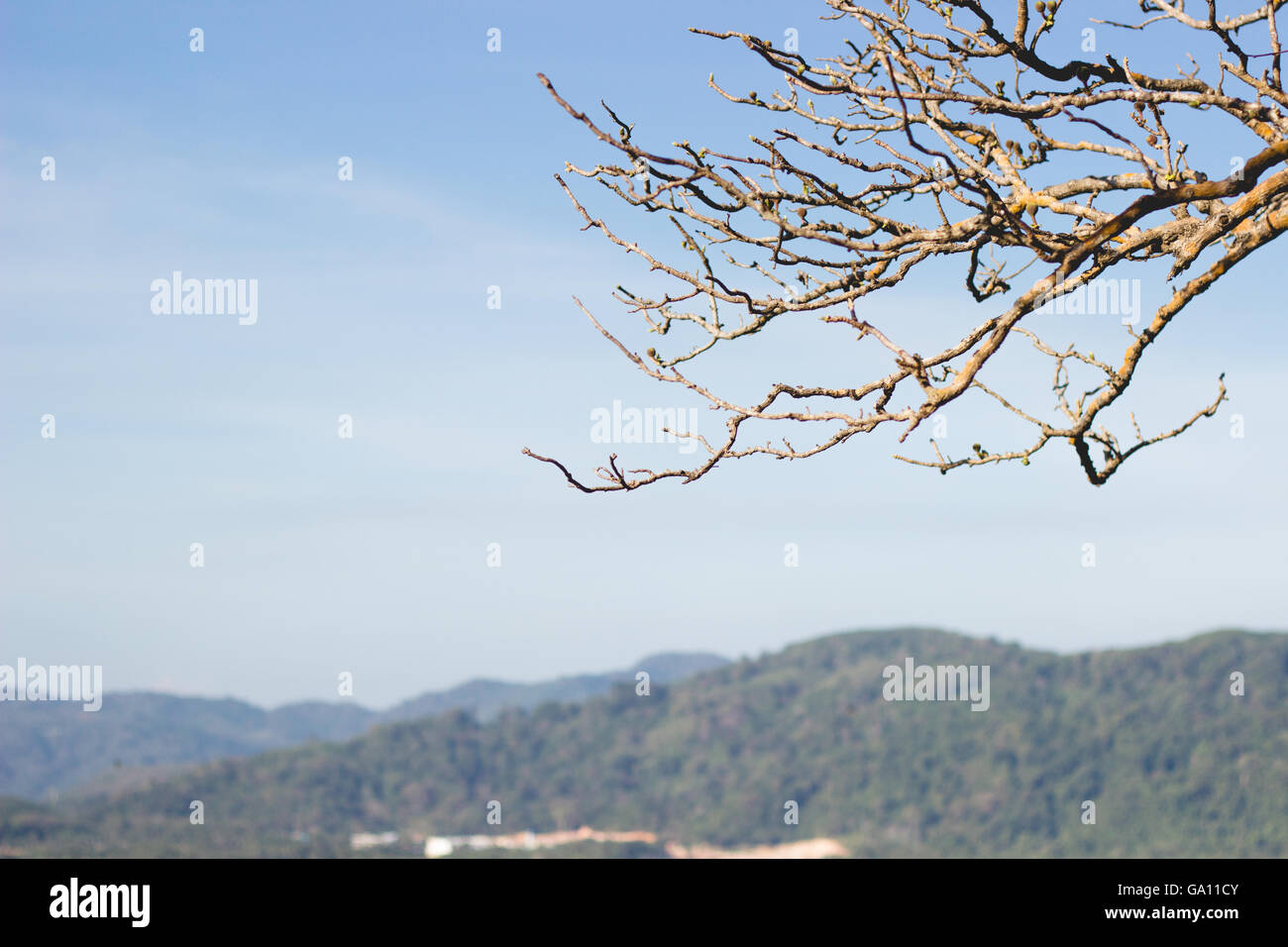 dry tree in springtime on mountain background Stock Photo - Alamy
