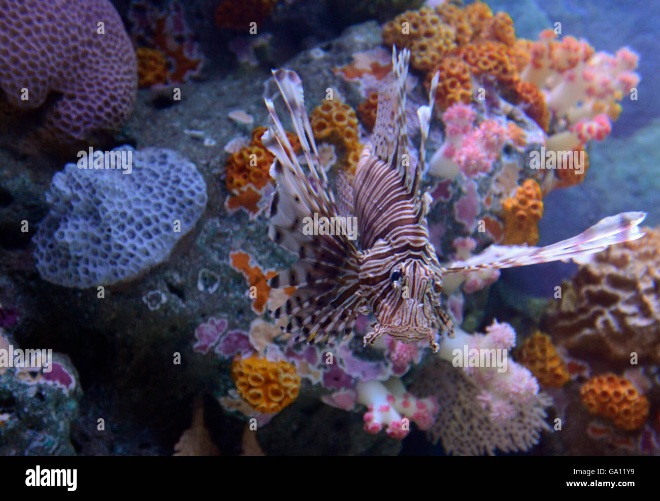 the Siam Ocean World Aquarium in the city centre in Pratunam in the ...