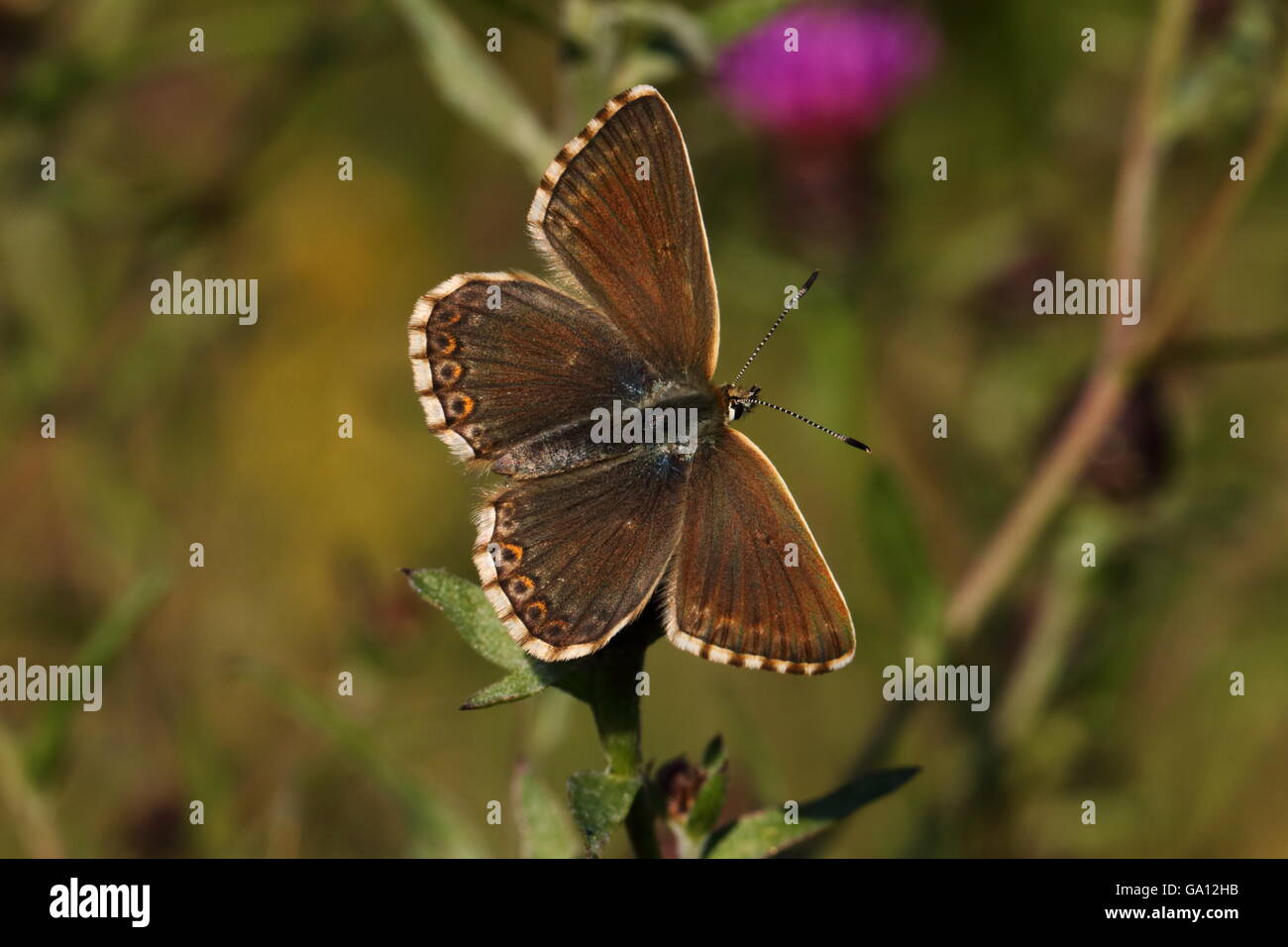 Female chalkhill blue hi-res stock photography and images - Alamy