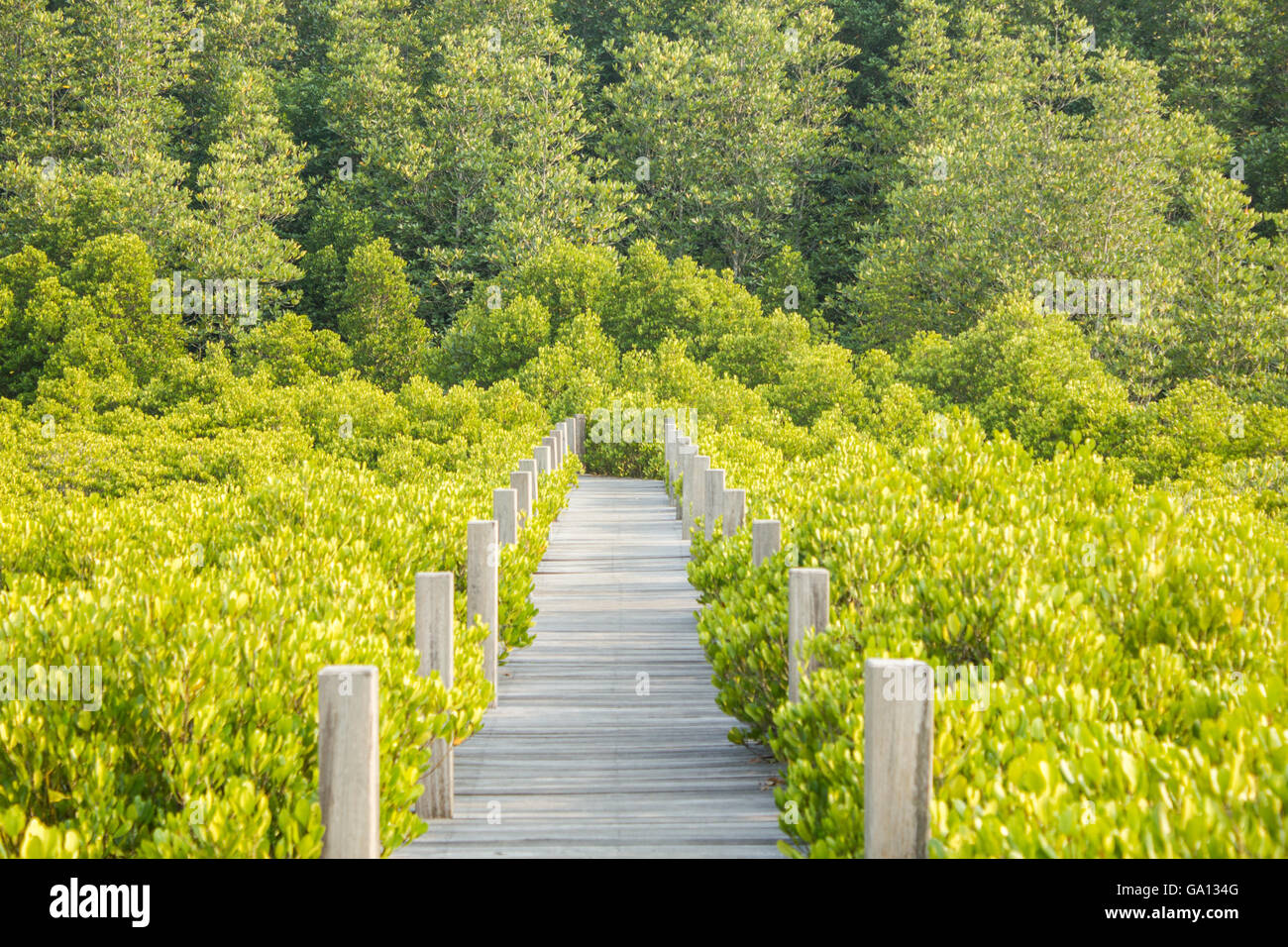 forest landscape and wood bridge Stock Photo - Alamy